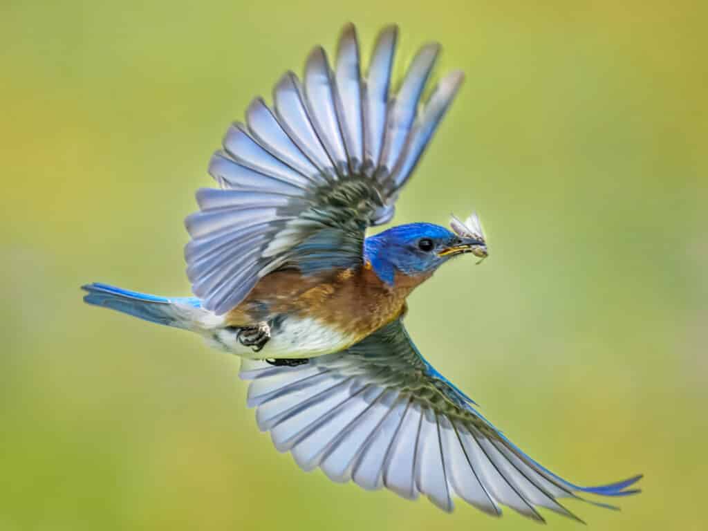 Bluebirds in June - Buzz Savories, LLC